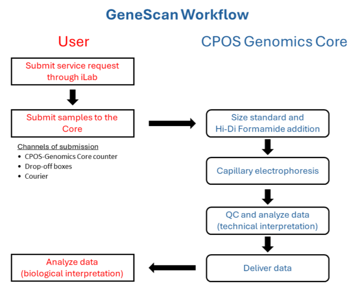 GeneScan Fragment Analysis – Centre for PanorOmic Sciences (CPOS)