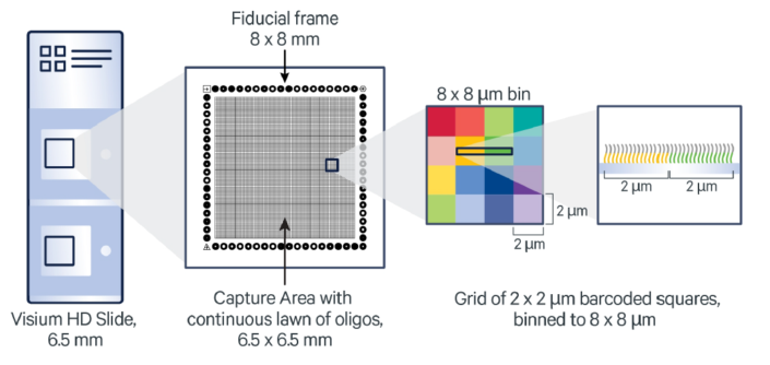 Spatial Transcriptomics (10X Genomics) – Centre for PanorOmic Sciences ...
